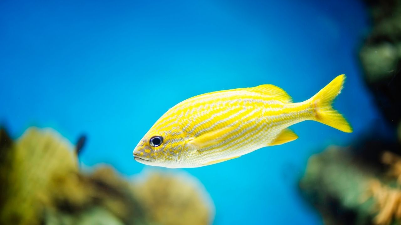 Types of Grunt Fish: A Complete Guide - Fished That