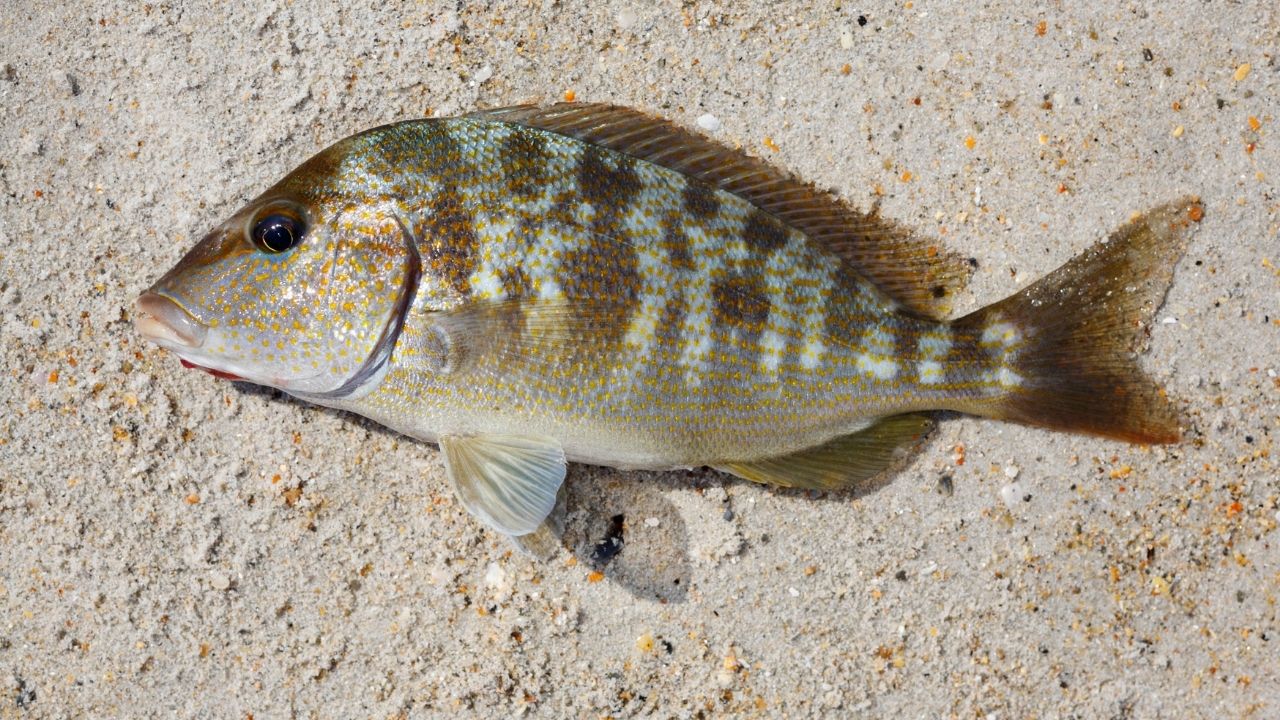 Types of Grunt Fish: A Complete Guide - Fished That