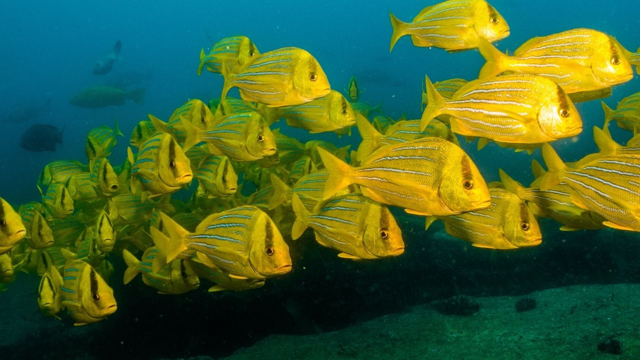 Types of Grunt Fish: A Complete Guide - Fished That