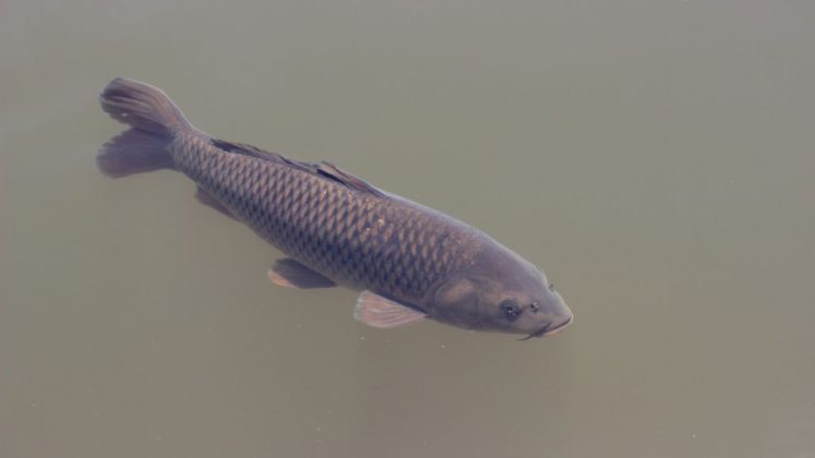 Different Types of Carp and How to Tell Them Apart - Fished That