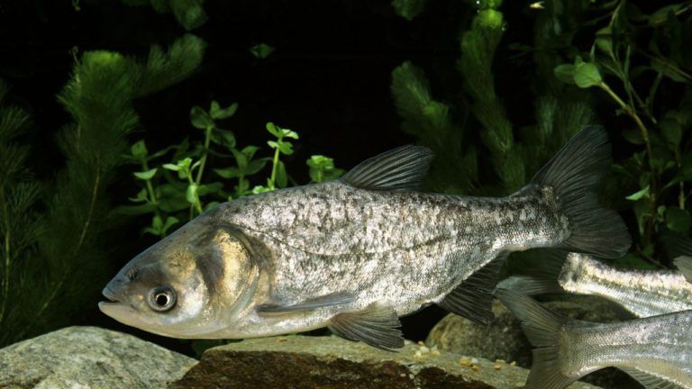 Different Types of Carp and How to Tell Them Apart - Fished That