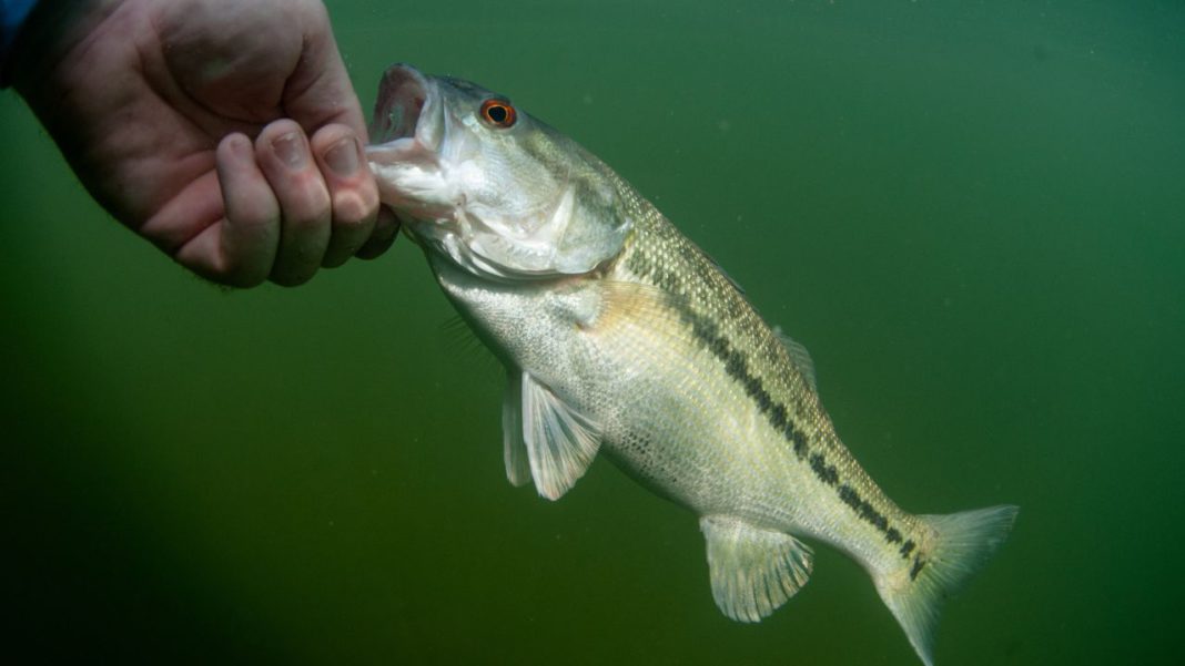What Are the Different Types of Bass Species and Where to Find Them ...
