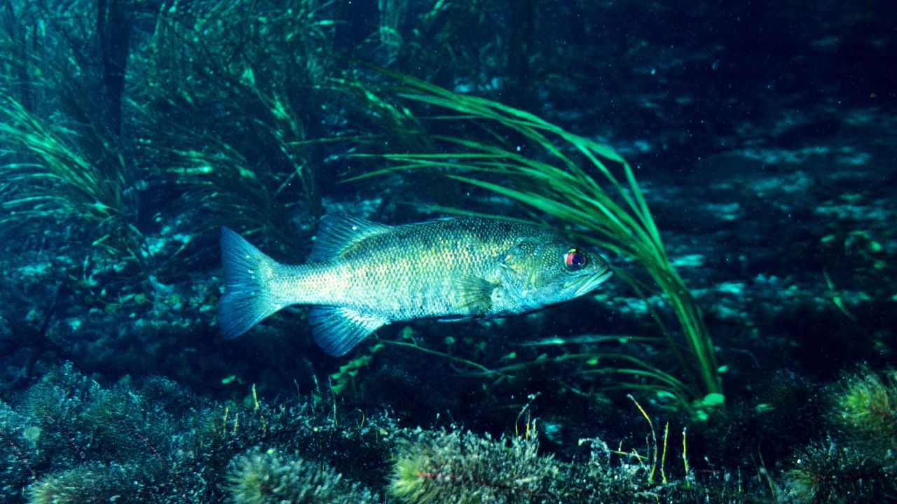 What Are the Different Types of Bass Species and Where to Find Them ...