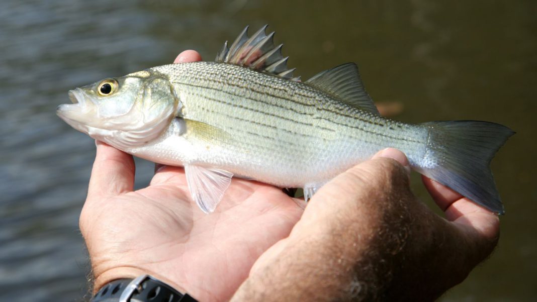 What Are the Different Types of Bass Species and Where to Find Them ...