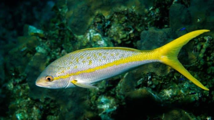 What Are the Different Types of Snapper Fish? - Fished That