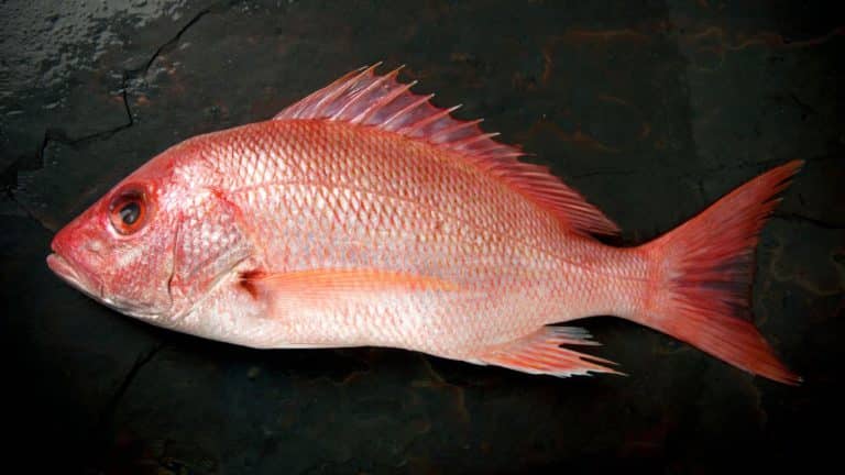 What Are the Different Types of Snapper Fish? - Fished That