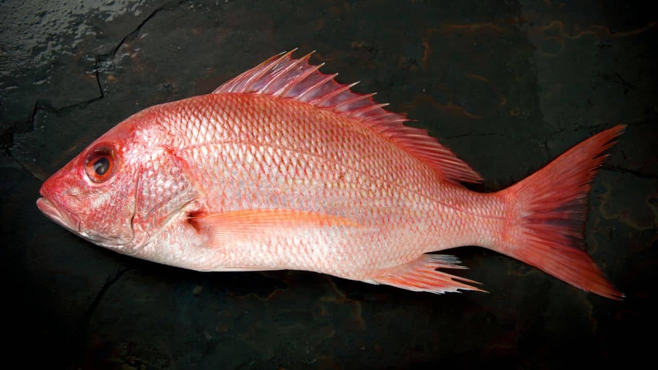 What Are the Different Types of Snapper Fish? - Fished That