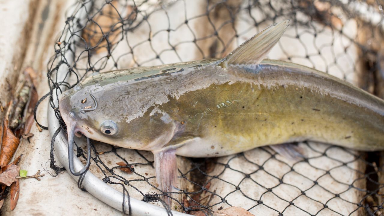 Catfishing Near Me: Finding Catfish Fishing Spots Near You - Fished That